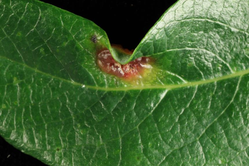 Flora of New Zealand | Taxon Profile | Salix lasiolepis