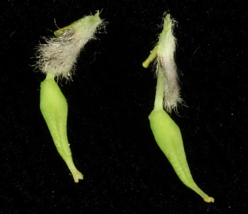 Flora of New Zealand | Taxon Profile | Salix lasiolepis