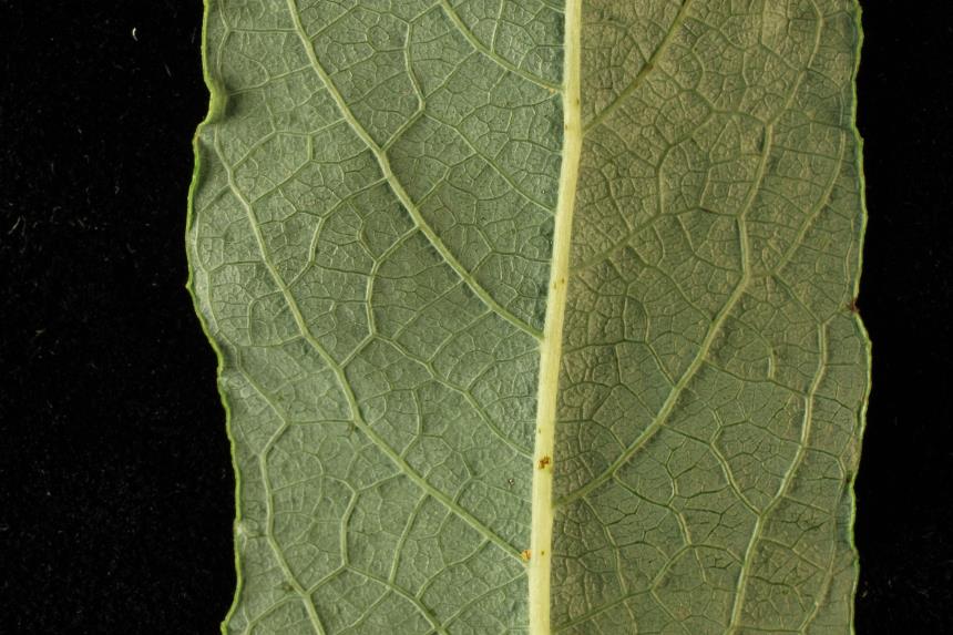 Flora of New Zealand | Taxon Profile | Salix lasiolepis