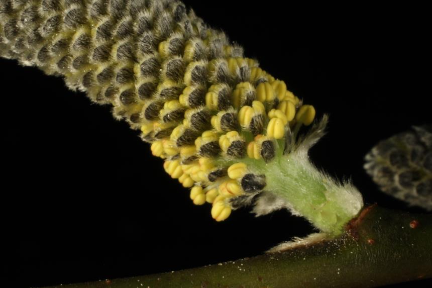 Flora of New Zealand | Taxon Profile | Salix lasiolepis