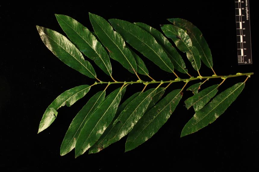 Flora of New Zealand | Taxon Profile | Salix lasiolepis