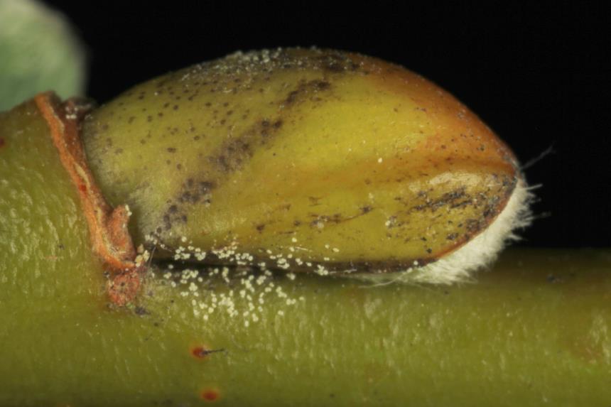 Flora of New Zealand | Taxon Profile | Salix myricoides