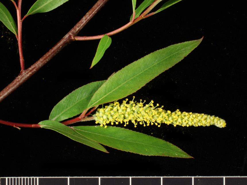Flora of New Zealand | Taxon Profile | Salix nigra