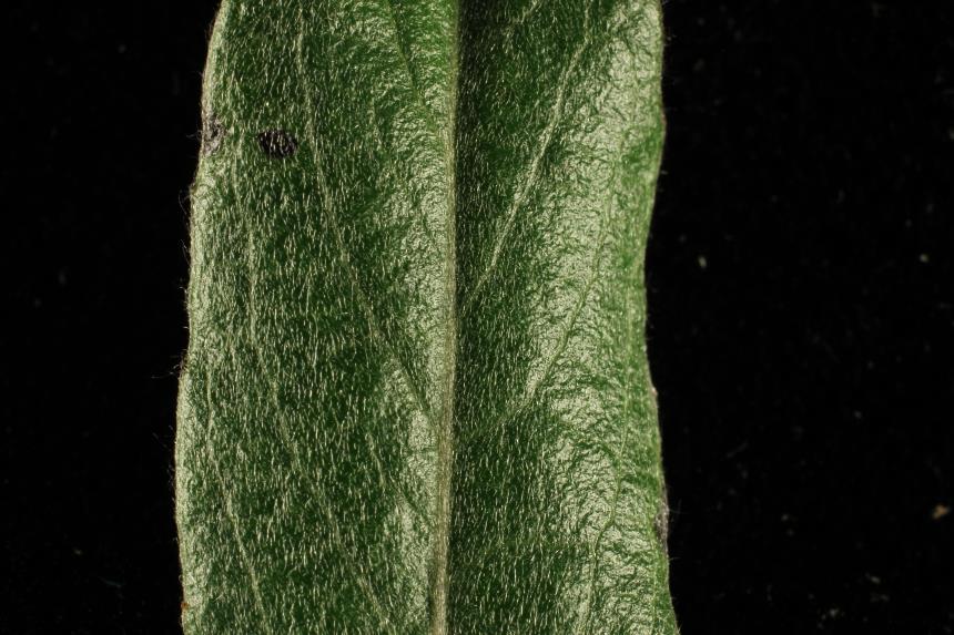 Flora of New Zealand | Taxon Profile | Salix repens