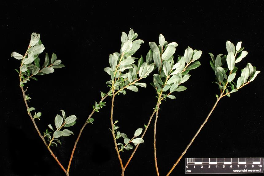 Flora of New Zealand | Taxon Profile | Salix repens