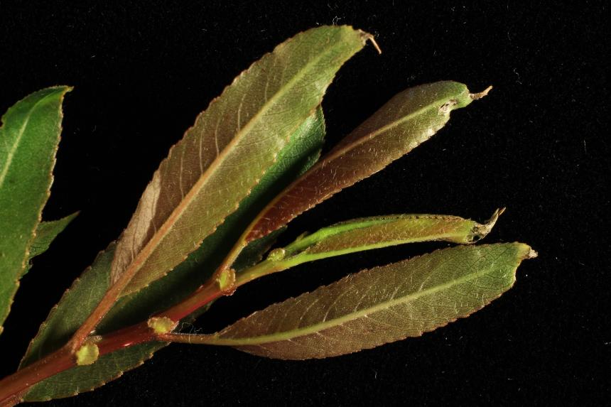 Flora of New Zealand | Taxon Profile | Salix triandra