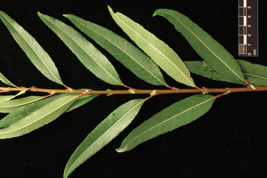 Flora of New Zealand | Taxon Profile | Salix triandra subsp. triandra