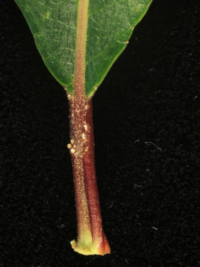 Flora of New Zealand | Taxon Profile | Salix triandra subsp. triandra