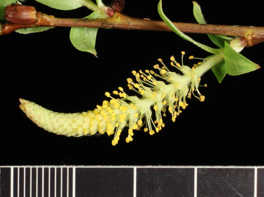 Flora of New Zealand | Taxon Profile | Salix triandra