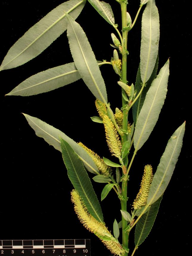 Flora of New Zealand | Taxon Profile | Salix triandra