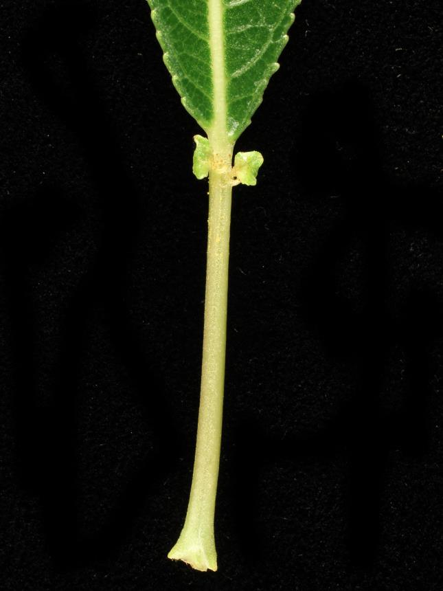 Flora of New Zealand | Taxon Profile | Salix triandra