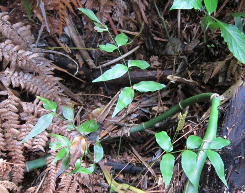 Flora of New Zealand | Taxon Profile | Anemia phyllitidis