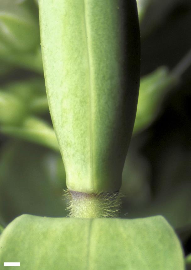 Flora of New Zealand | Taxon Profile | Veronica albicans