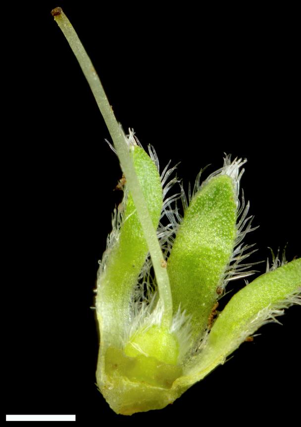 Flora of New Zealand | Taxon Profile | Veronica ciliolata subsp. fiordensis