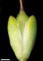 Flora of New Zealand | Taxon Profile | Veronica epacridea