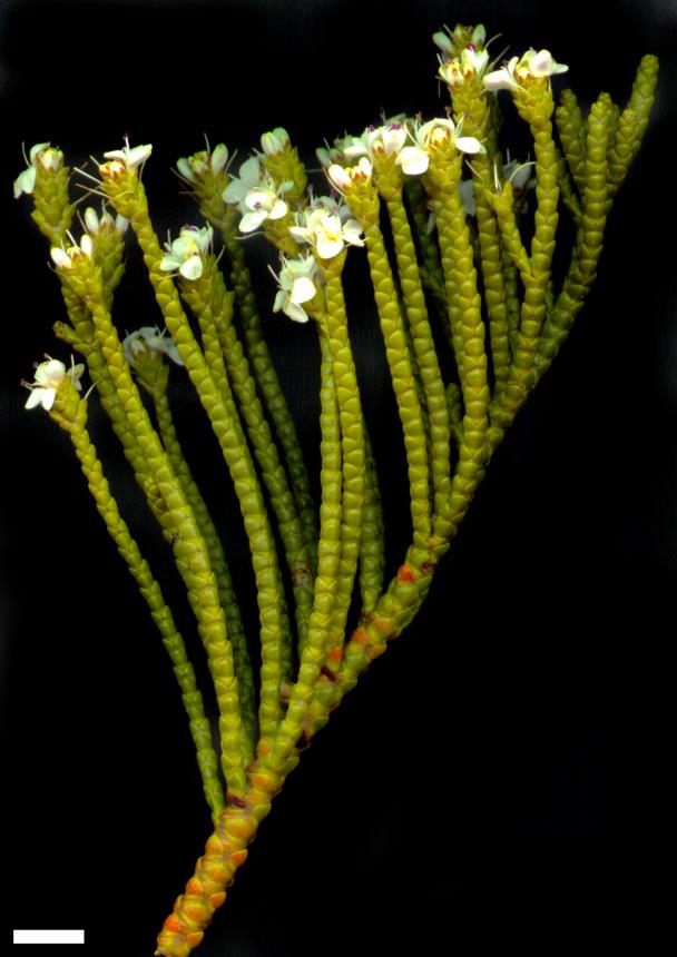 Flora of New Zealand | Taxon Profile | Veronica hectorii