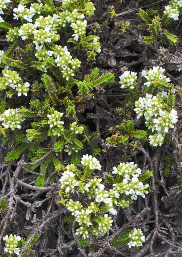 Flora of New Zealand | Taxon Profile | Veronica hookeri