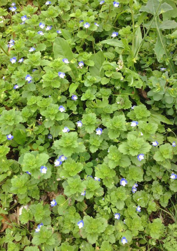 Flora of New Zealand | Taxon Profile | Veronica persica