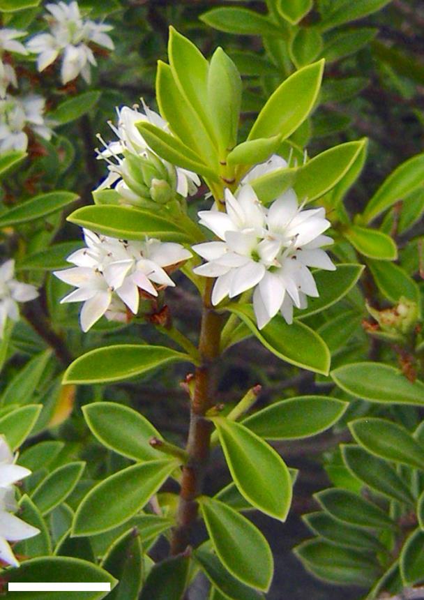 Flora of New Zealand | Taxon Profile | Veronica rupicola