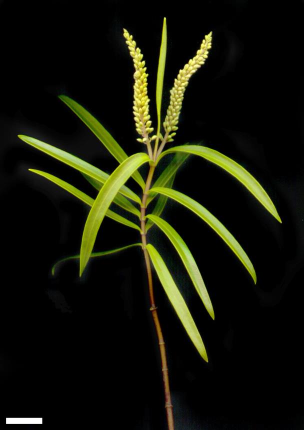 Flora of New Zealand | Taxon Profile | Veronica stenophylla var ...