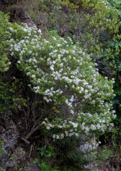 Flora of New Zealand | Taxon Profile | Veronica subfulvida