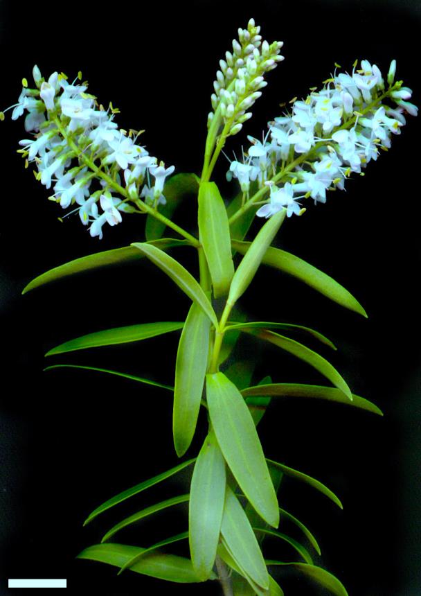 Flora of New Zealand | Taxon Profile | Veronica traversii