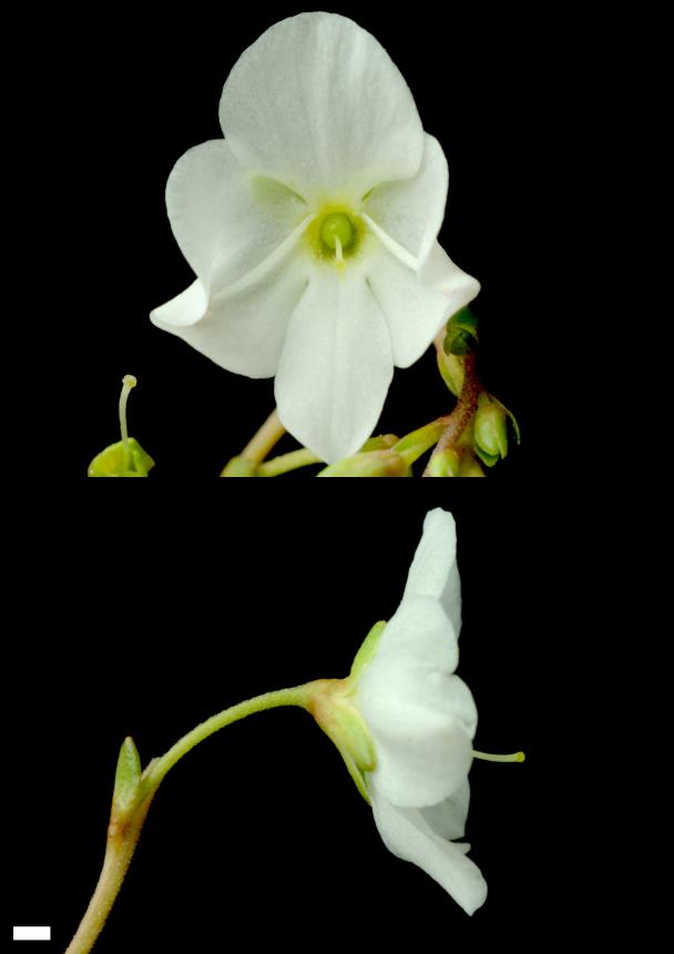 Flora of New Zealand | Taxon Profile | Veronica lyallii