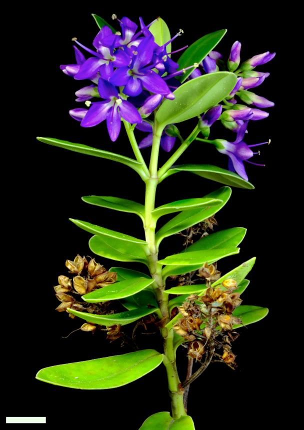 Flora of New Zealand | Taxon Profile | Veronica