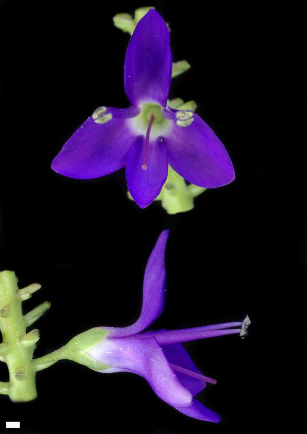 Flora of New Zealand | Taxon Profile | Veronica