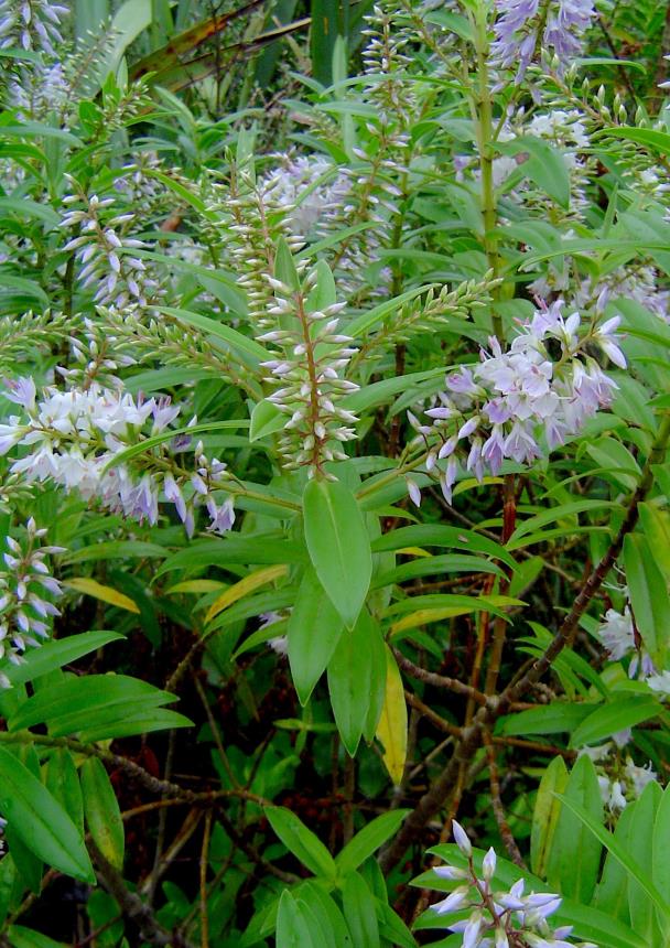 Flora of New Zealand | Taxon Profile | Veronica