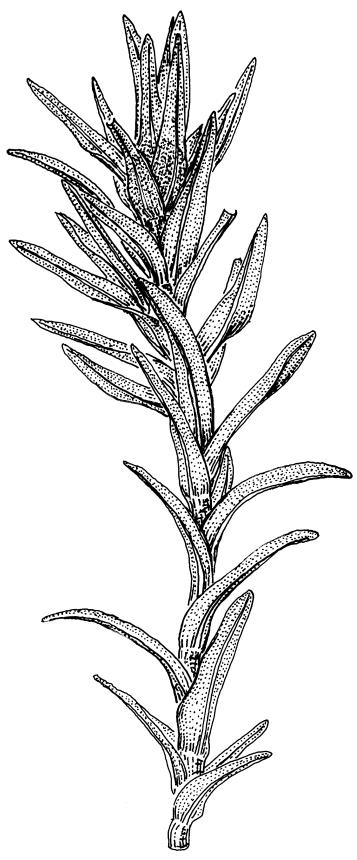 Flora of New Zealand | Taxon Profile | Tridontium cockaynei