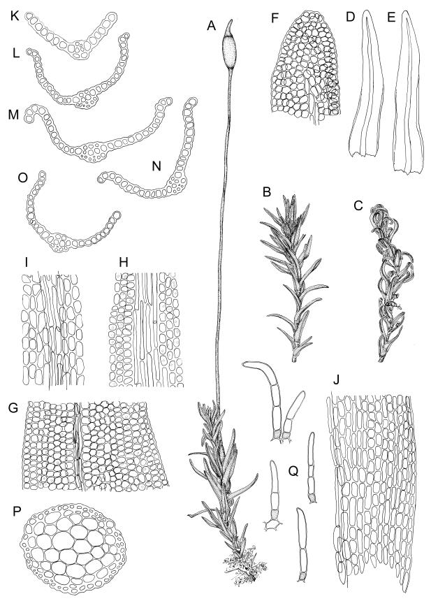 Flora of New Zealand | Taxon Profile | Tridontium cockaynei