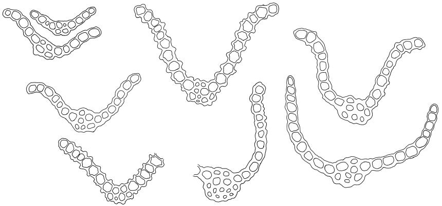 Flora of New Zealand | Taxon Profile | Tridontium novae-zelandiae