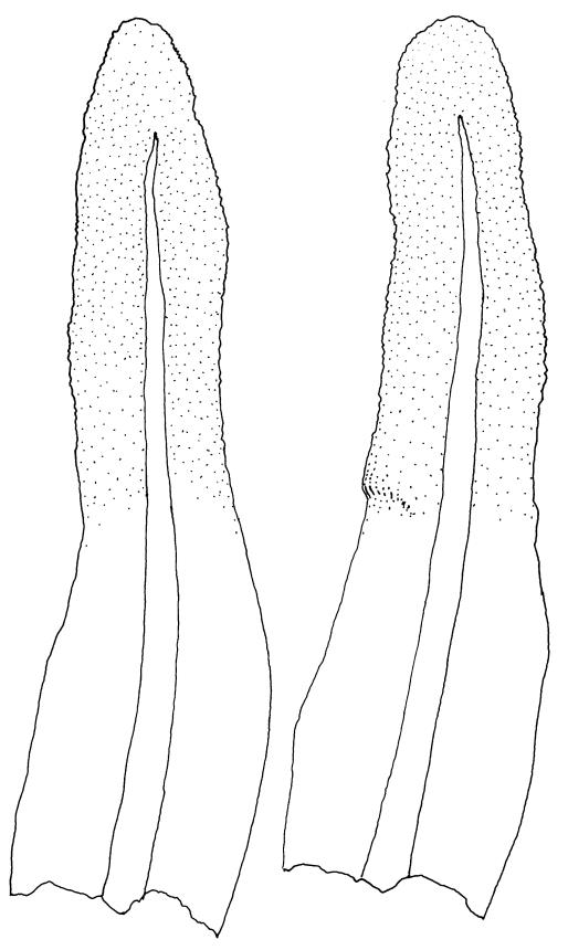 Flora of New Zealand | Taxon Profile | Tridontium novae-zelandiae
