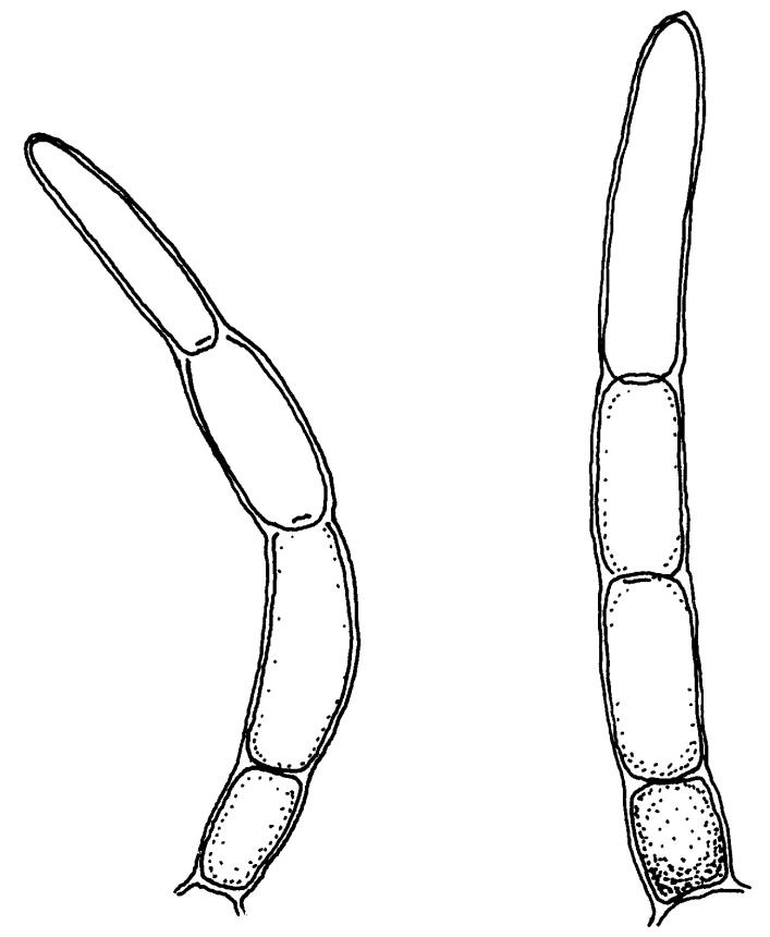 Flora of New Zealand | Taxon Profile | Tridontium novae-zelandiae