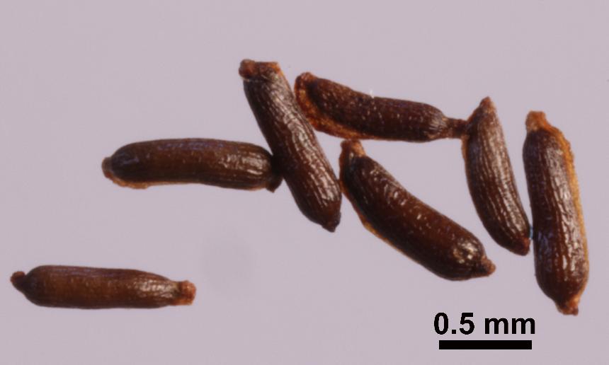 Flora of New Zealand | Taxon Profile | Hypericum henryi