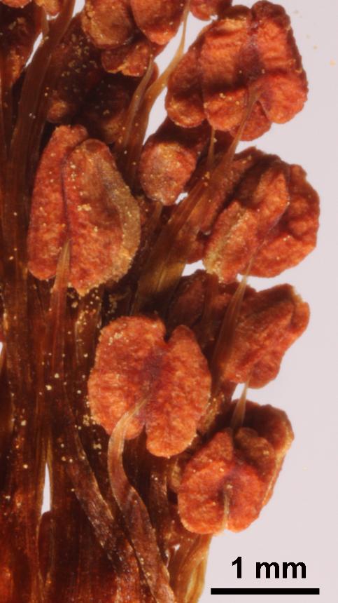 Flora of New Zealand | Taxon Profile | Hypericum henryi