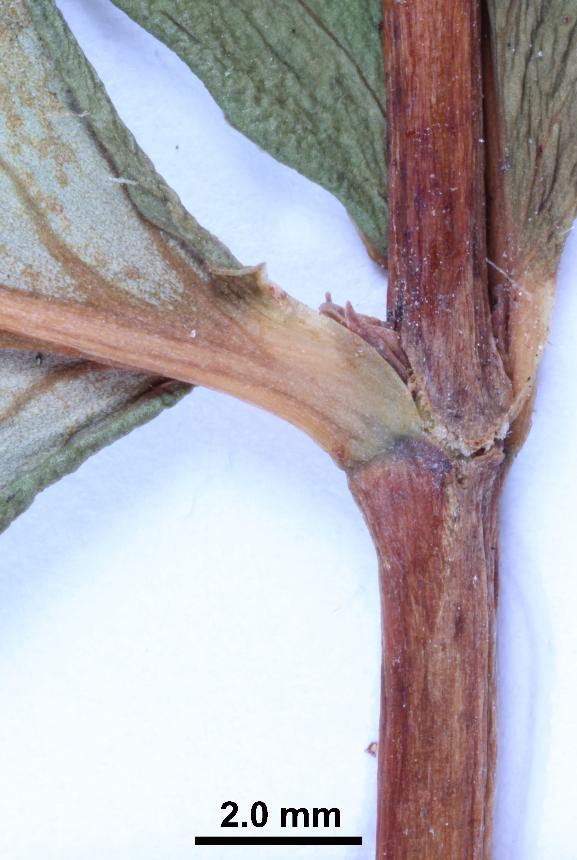 Flora of New Zealand | Taxon Profile | Hypericum henryi