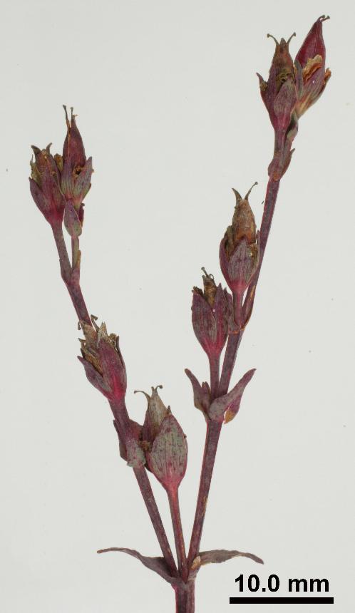 Flora of New Zealand | Taxon Profile | Hypericum involutum