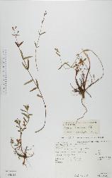 Flora of New Zealand | Taxon Profile | Hypericum linariifolium
