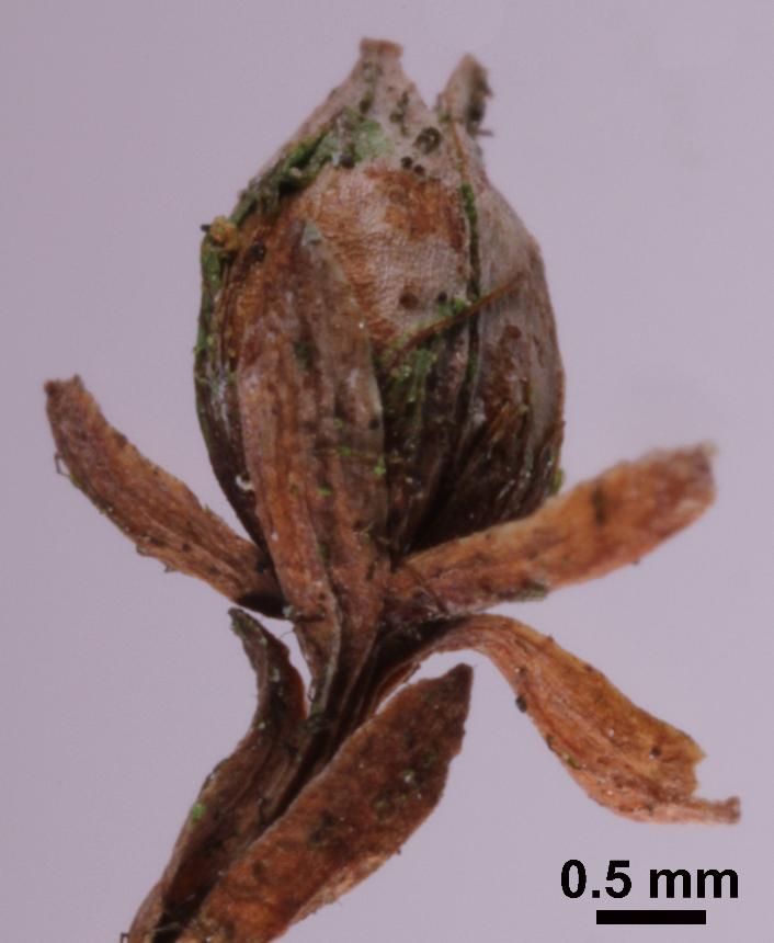 Flora of New Zealand | Taxon Profile | Hypericum minutiflorum