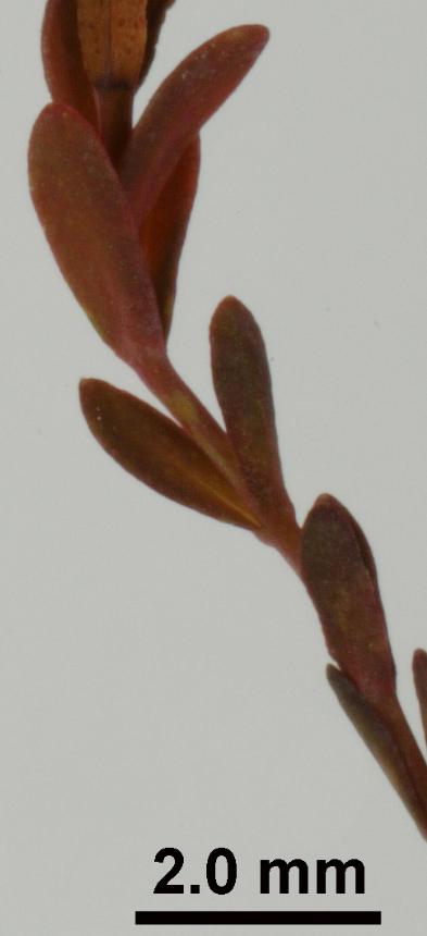 Flora of New Zealand | Taxon Profile | Hypericum minutiflorum