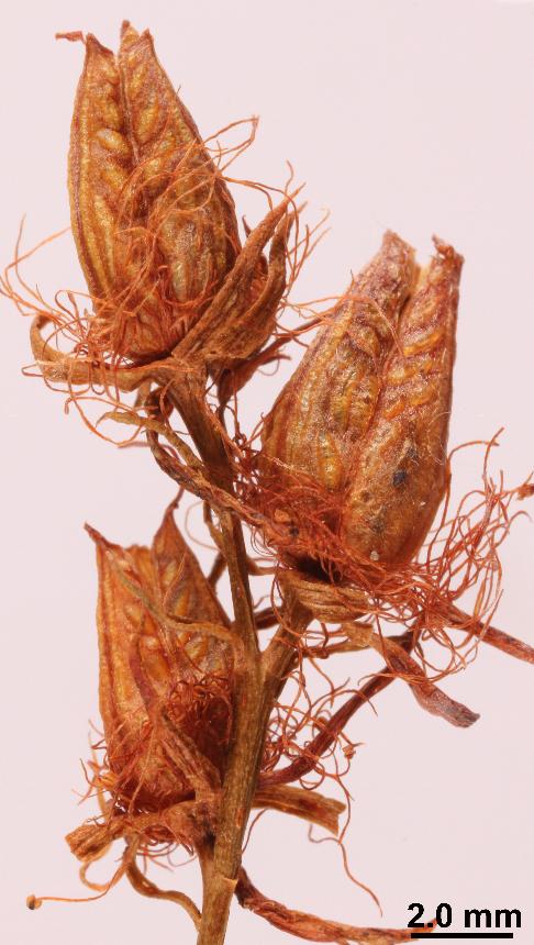 Flora of New Zealand | Taxon Profile | Hypericum perforatum