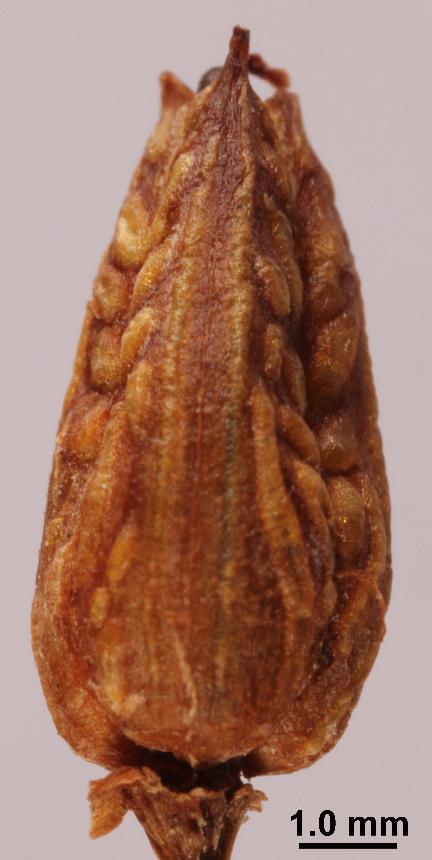 Flora of New Zealand | Taxon Profile | Hypericum perforatum