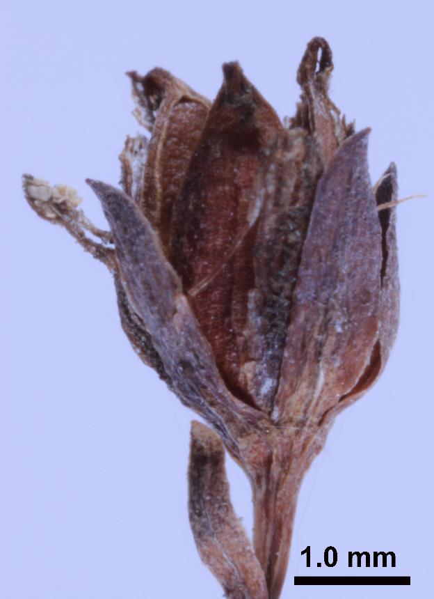 Flora of New Zealand | Taxon Profile | Hypericum rubicundulum