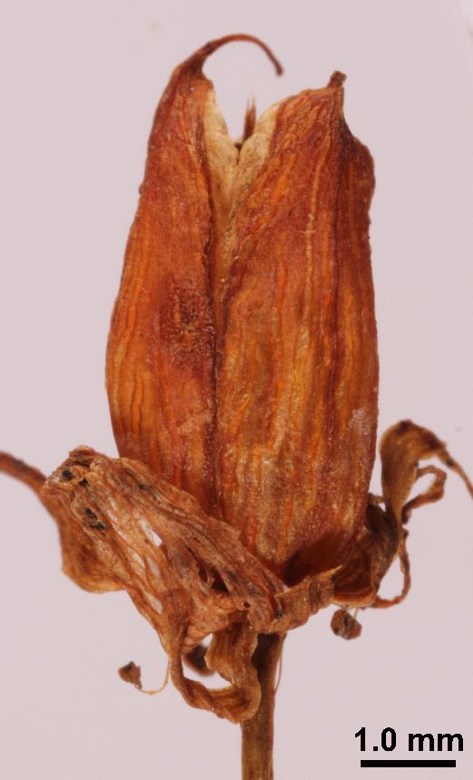 Flora of New Zealand | Taxon Profile | Hypericum tetrapterum