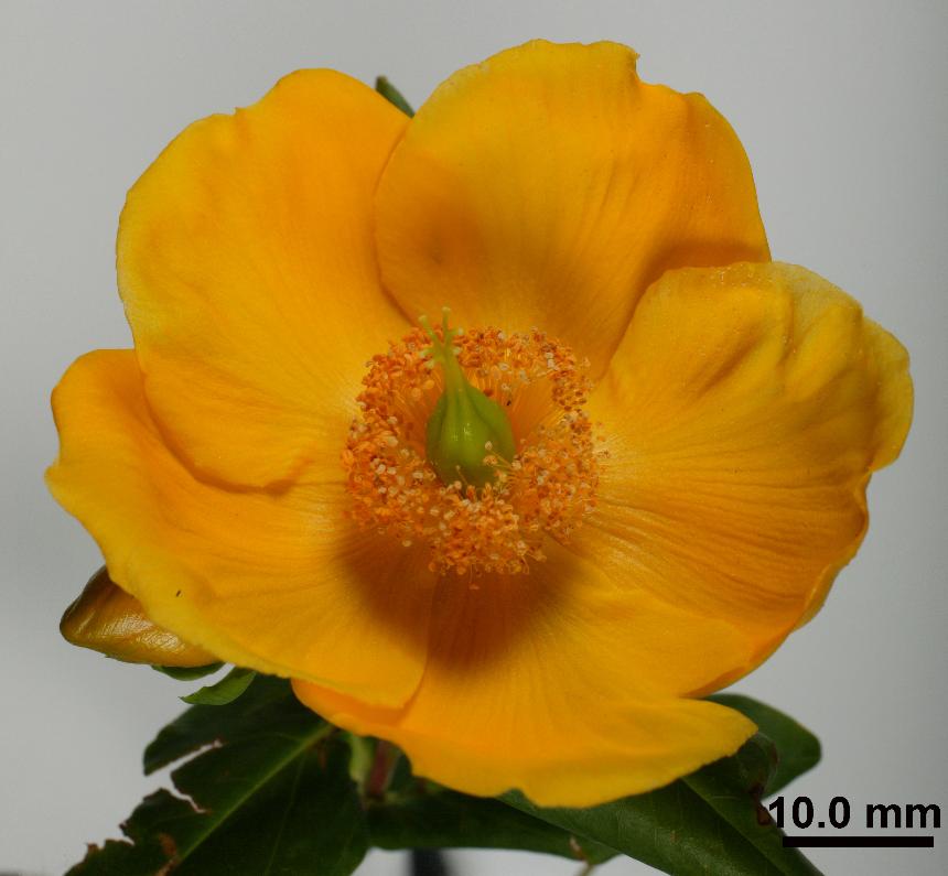 Flora of New Zealand | Taxon Profile | Hypericum henryi subsp. henryi