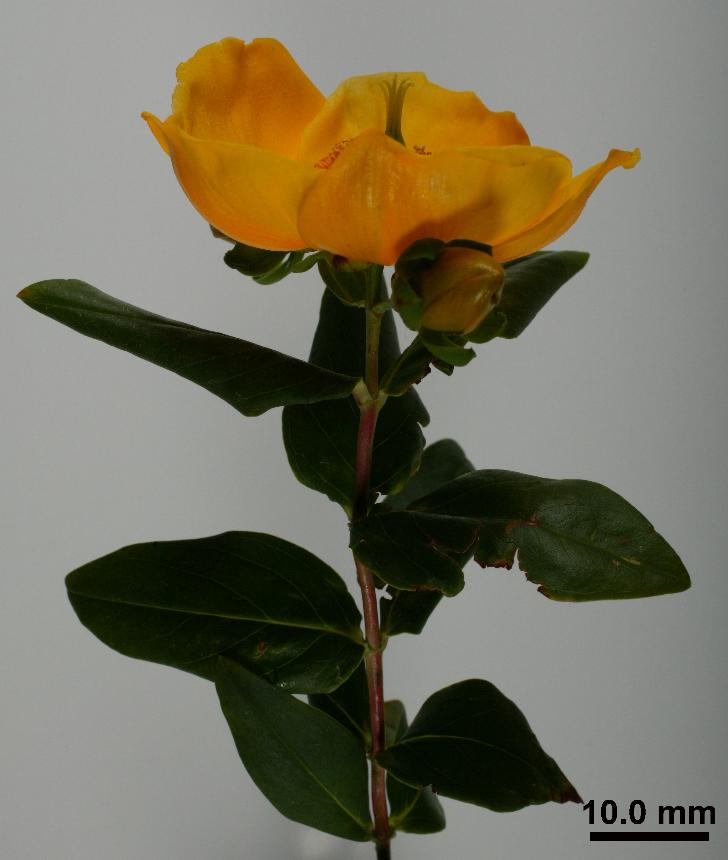 Flora of New Zealand | Taxon Profile | Hypericum henryi subsp. henryi