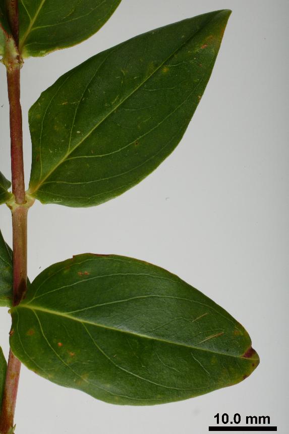 Flora of New Zealand | Taxon Profile | Hypericum henryi