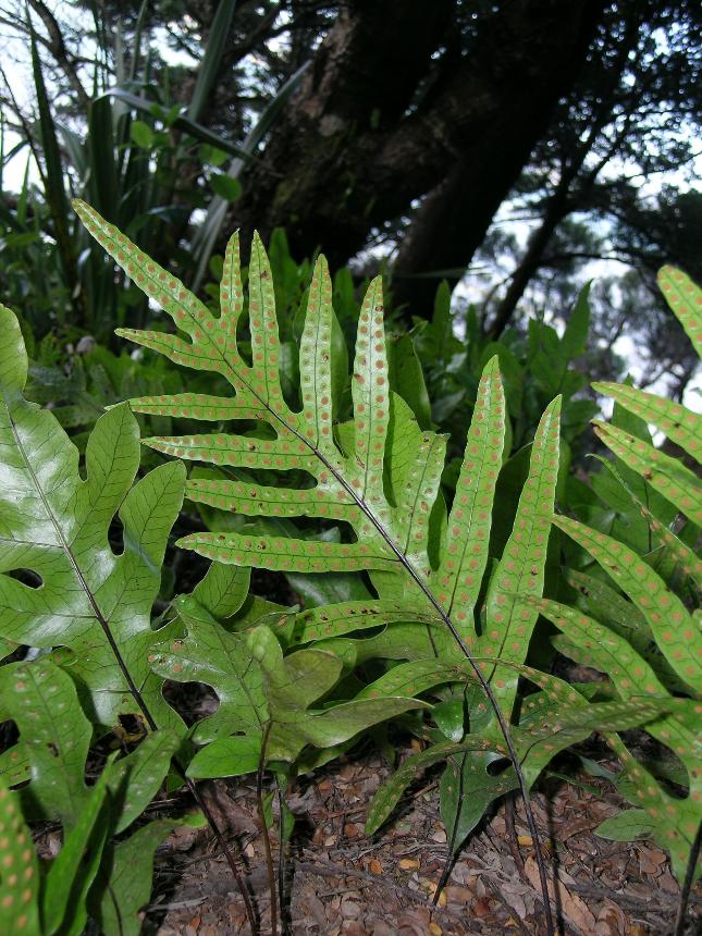 Flora of New Zealand | Taxon Profile | Microsorum pustulatum